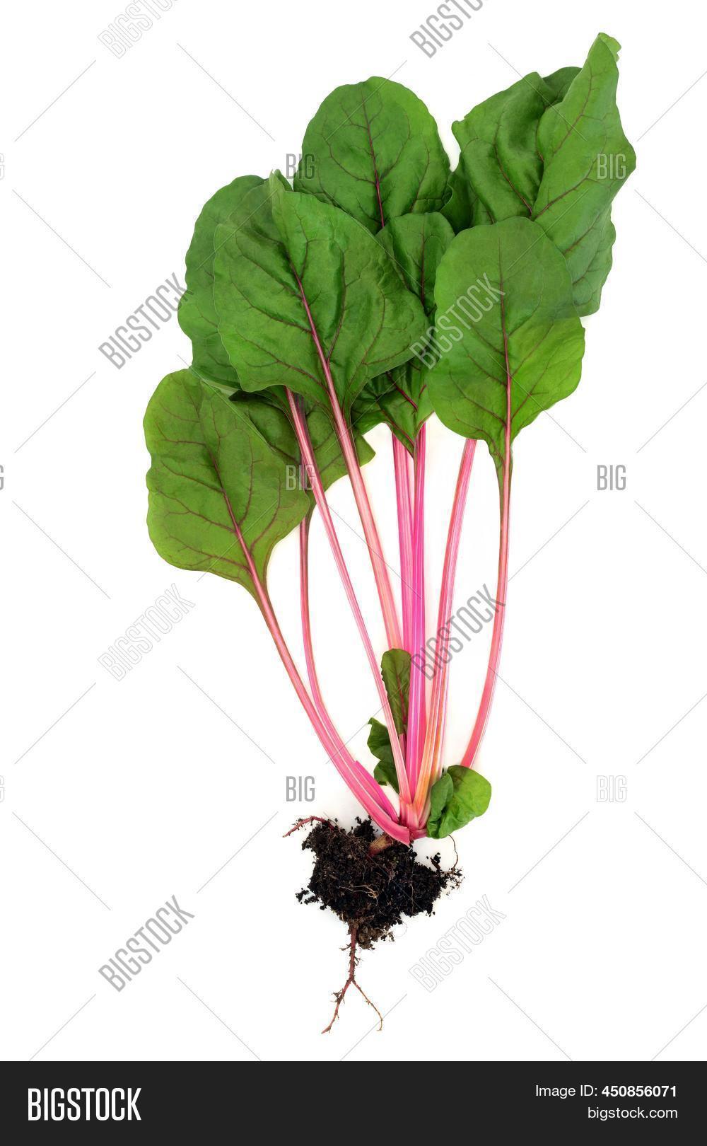 Swiss Chard Ruby Red Image & Photo (Free Trial) | Bigstock