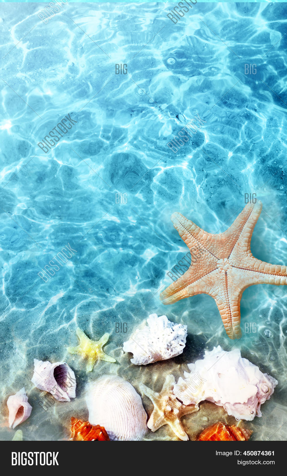Starfish Seashell On Image & Photo (Free Trial) | Bigstock