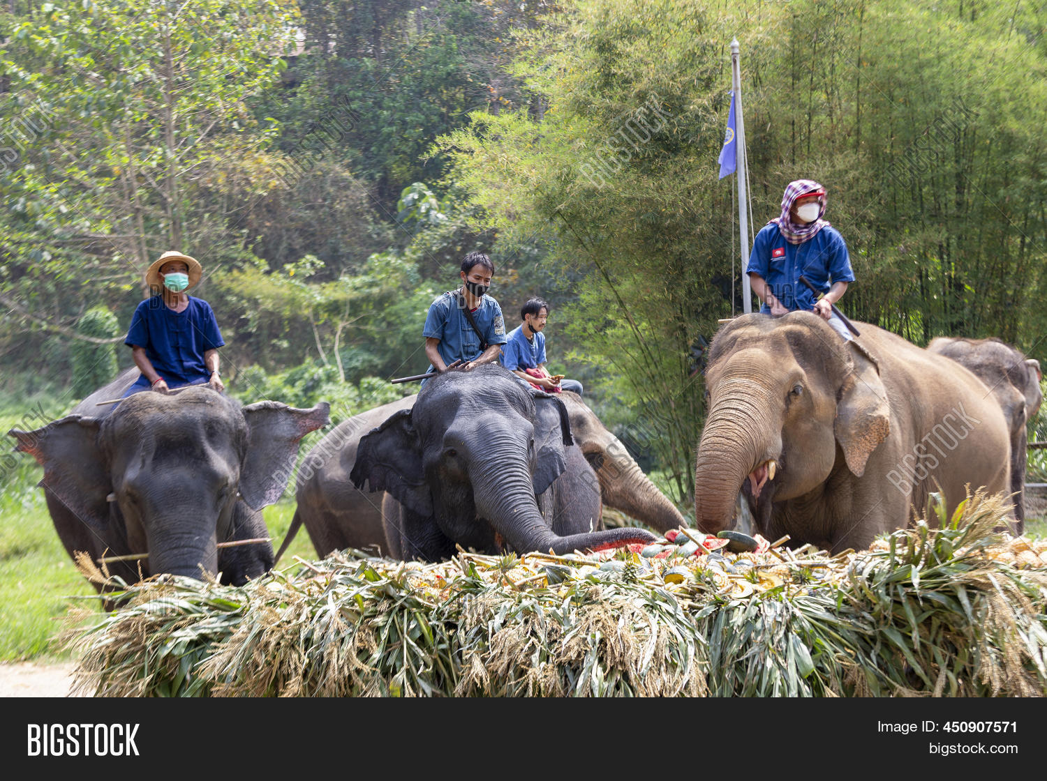 Elephants Enjoy Image & Photo (Free Trial) | Bigstock