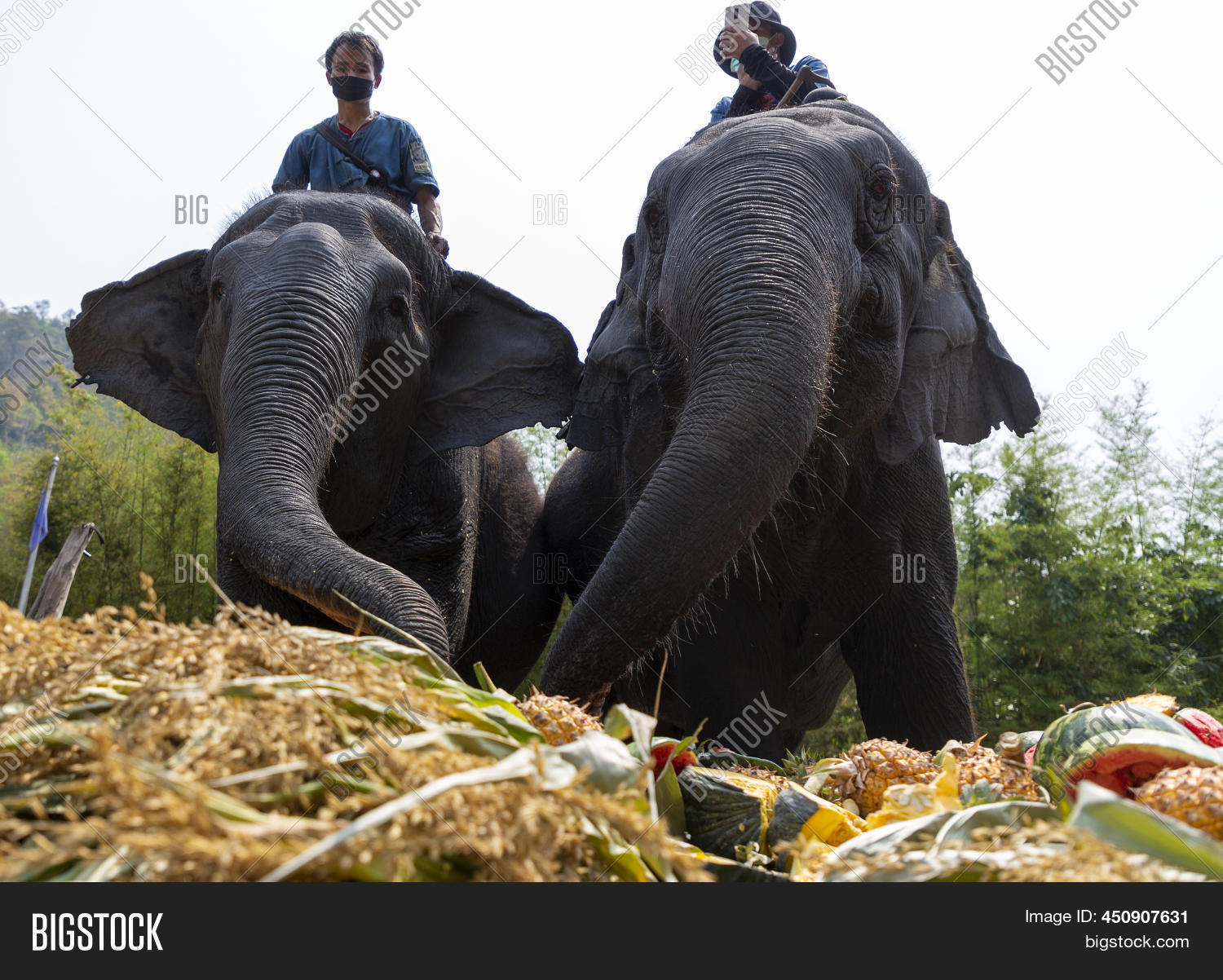 Elephants Enjoy Image & Photo (Free Trial) | Bigstock