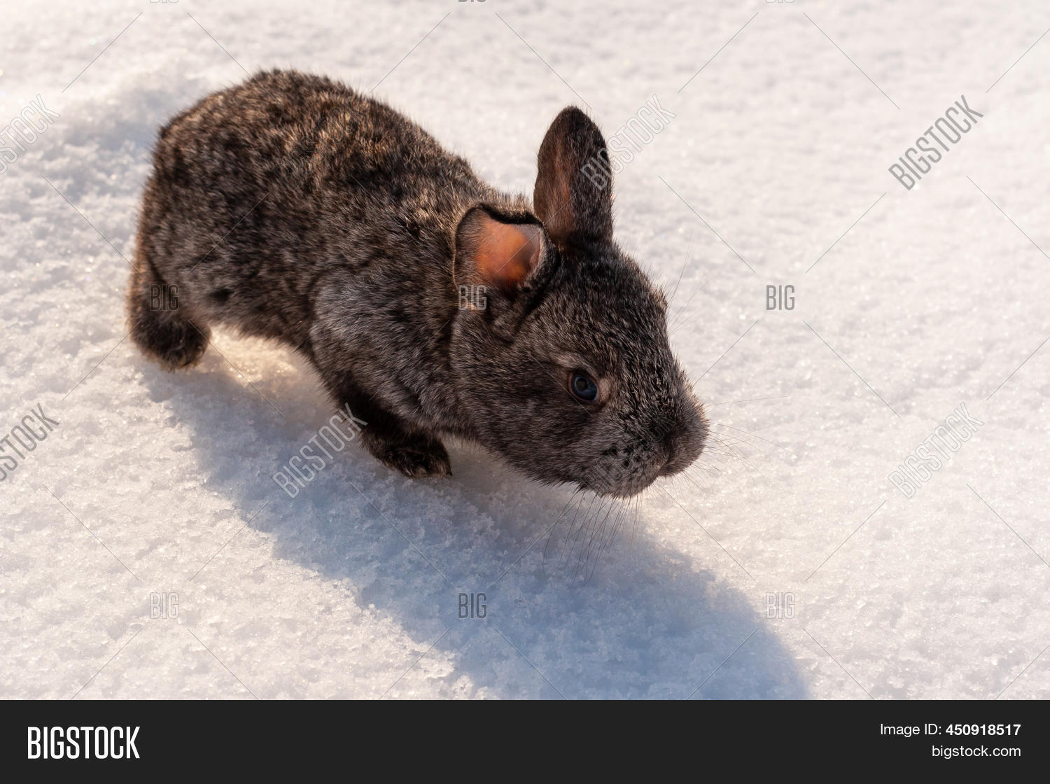 25 Day Old Rabbit. Image & Photo (Free Trial) | Bigstock
