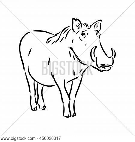 Warthog Silhouette Images, Illustrations & Vectors (Free) - Bigstock
