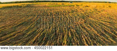 Wheat Died After Image & Photo (Free Trial) | Bigstock