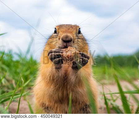 Gopher Holds Piece Image & Photo (Free Trial) | Bigstock