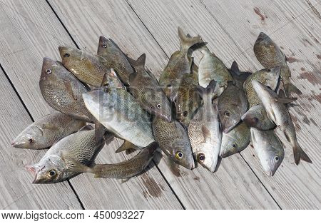 Pile Grey Snapper Image & Photo (Free Trial) | Bigstock