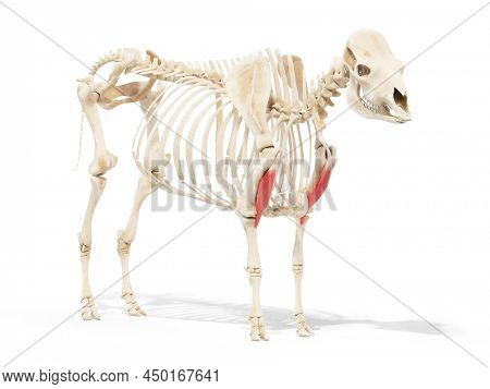 3d Rendered Anatomy Image & Photo (Free Trial) | Bigstock