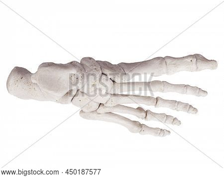 3d Rendered Medically Image & Photo (Free Trial) | Bigstock