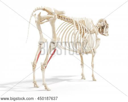 3d Rendered Anatomy Image & Photo (Free Trial) | Bigstock