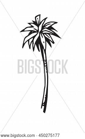 Funny Palm Tree. Vector & Photo (Free Trial) | Bigstock