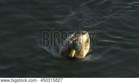 Top View Mallard Duck Image & Photo (Free Trial) | Bigstock