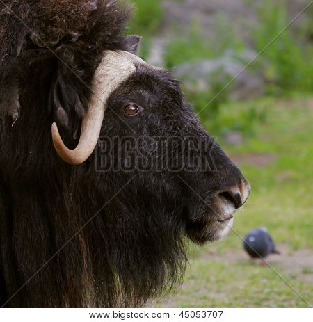 Portrait Angry Musk Ox Image & Photo (Free Trial) | Bigstock