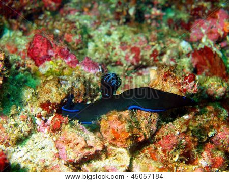 Sea Slugs Philippine Image & Photo (Free Trial) | Bigstock