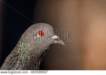 Close Pigeon Red Eye. Image & Photo (Free Trial) | Bigstock
