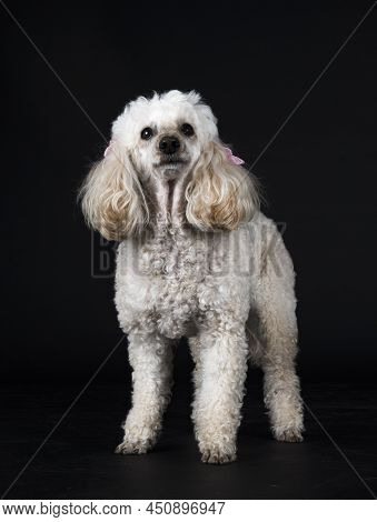 White Poodle Front Image & Photo (Free Trial) | Bigstock