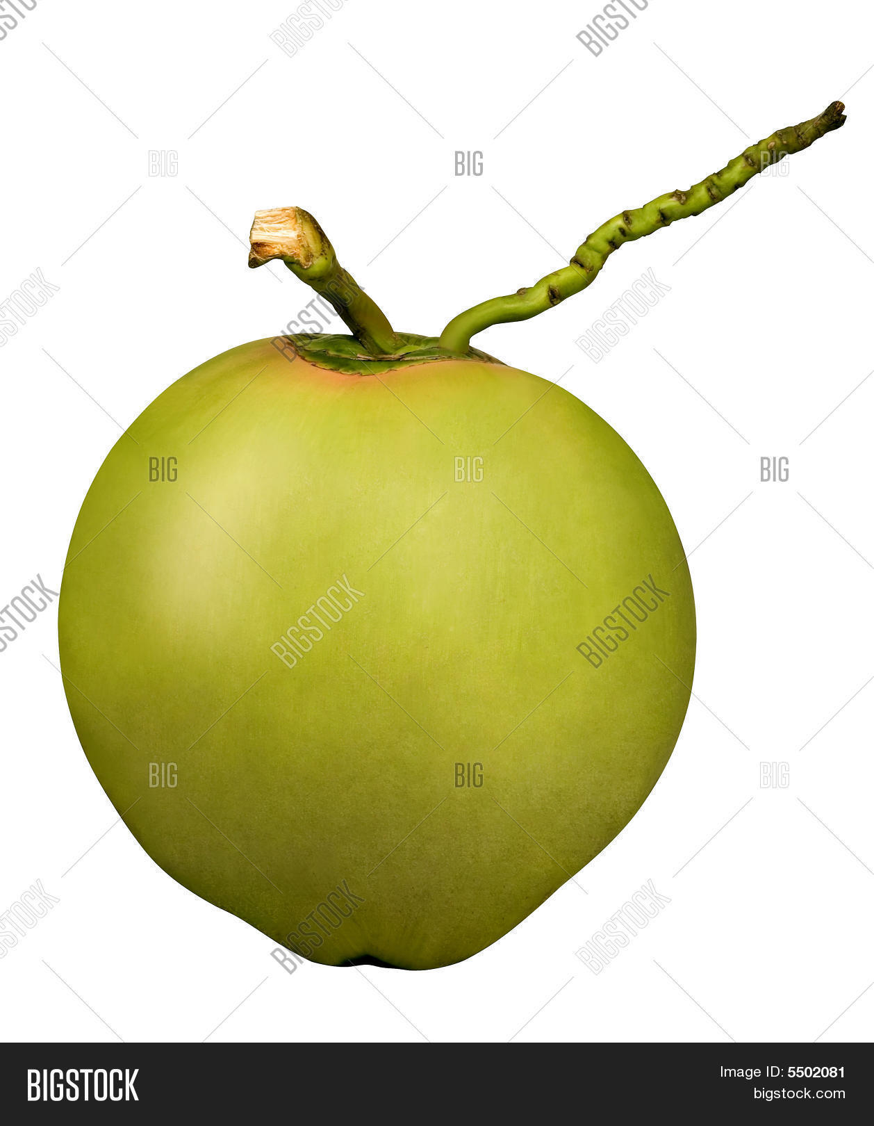 Green Coconut Image & Photo (Free Trial) | Bigstock