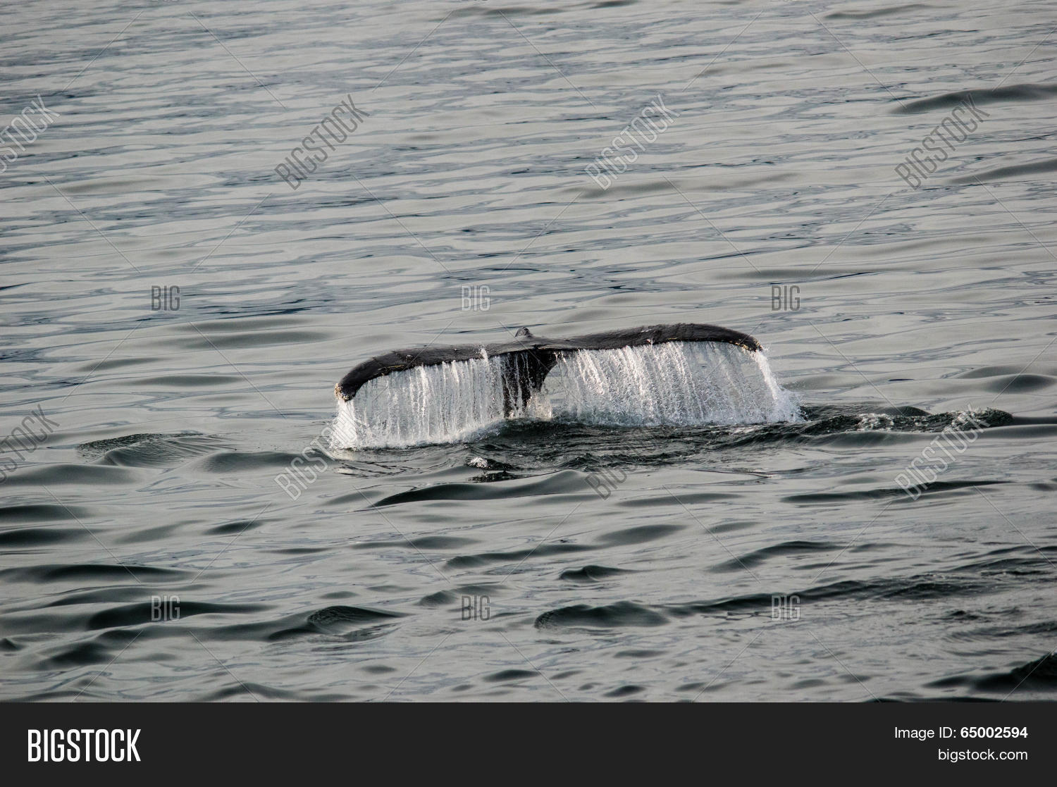 Humpback Whale Fluke Image & Photo (Free Trial) | Bigstock