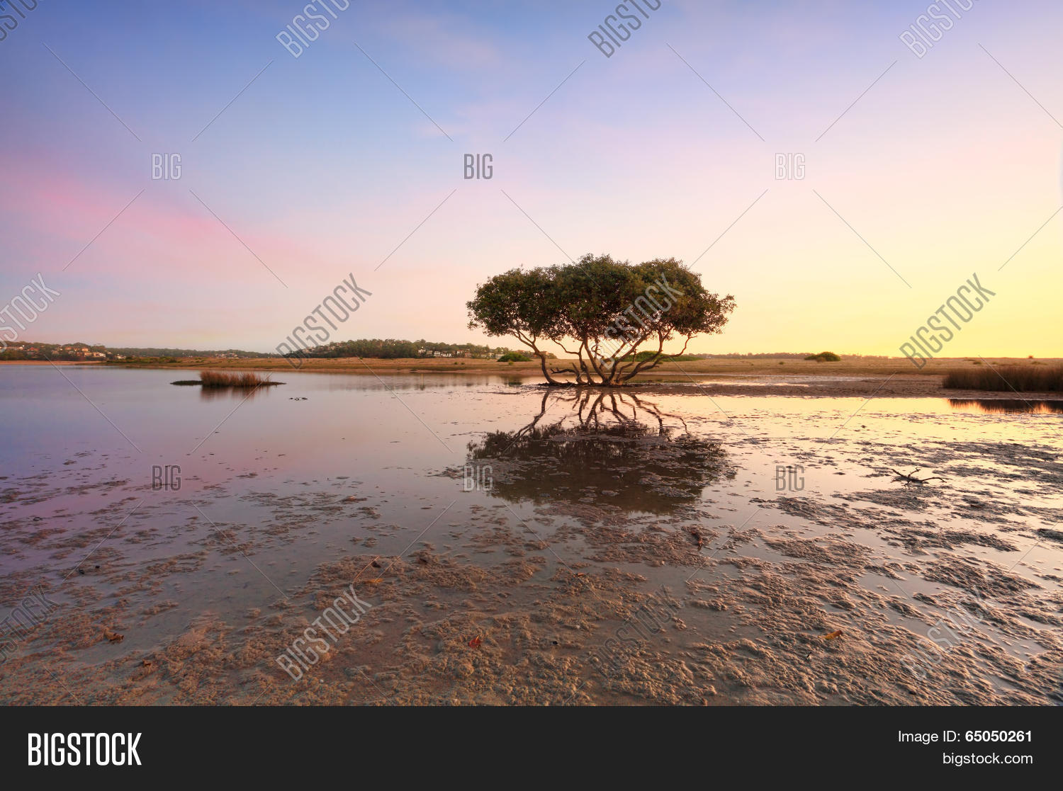 Lone Mangrove Tree Image & Photo (Free Trial) | Bigstock