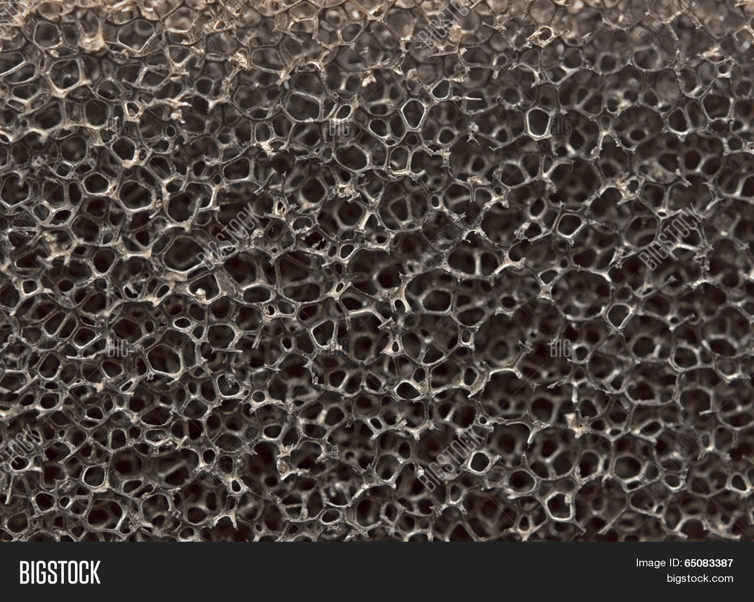 Biological Texture. Image & Photo (Free Trial) | Bigstock