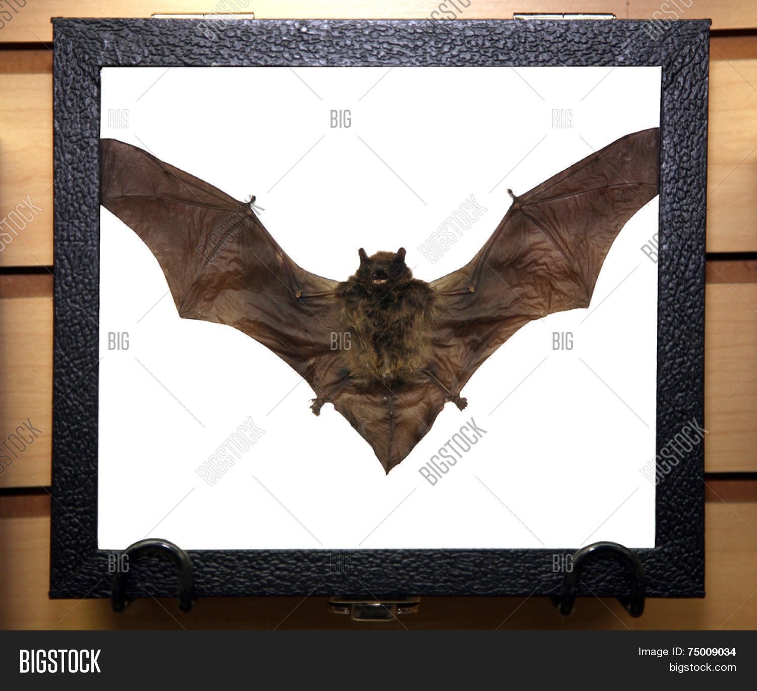 Genuine Dead Dried Image & Photo (Free Trial) | Bigstock