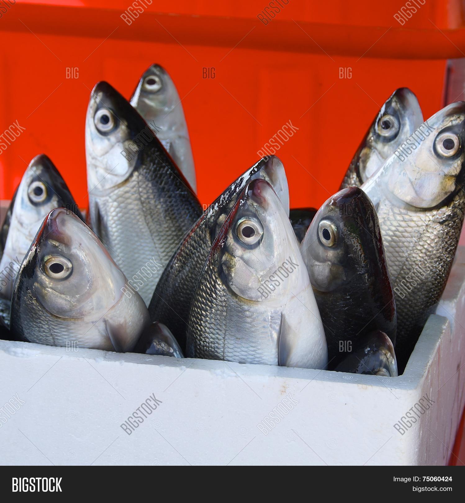 Fresh Milkfish Sale Image & Photo (Free Trial) | Bigstock