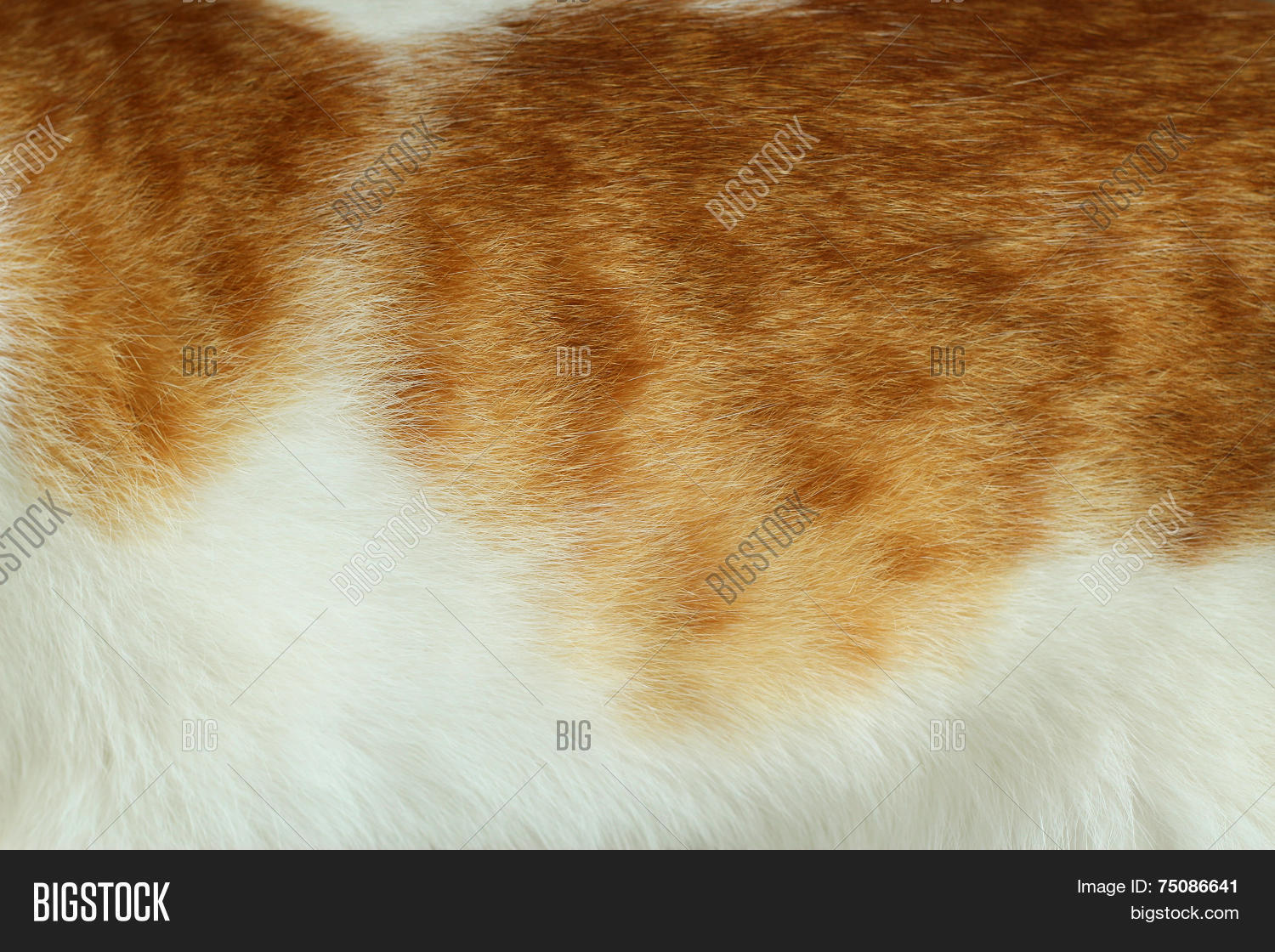 Close- Cat Fur Brown Image & Photo (Free Trial) | Bigstock