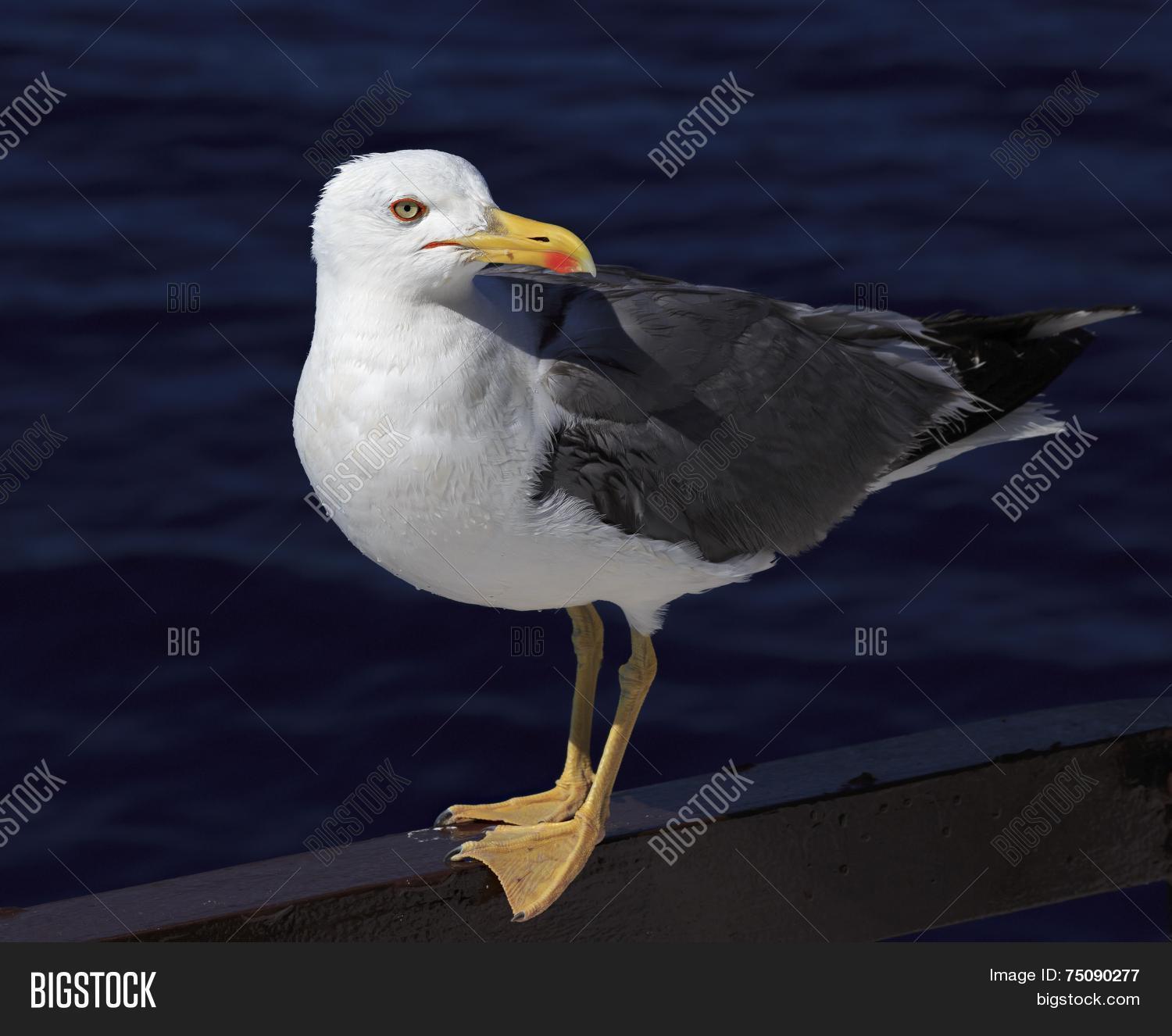 Yellow-legged Gull On Image & Photo (Free Trial) | Bigstock
