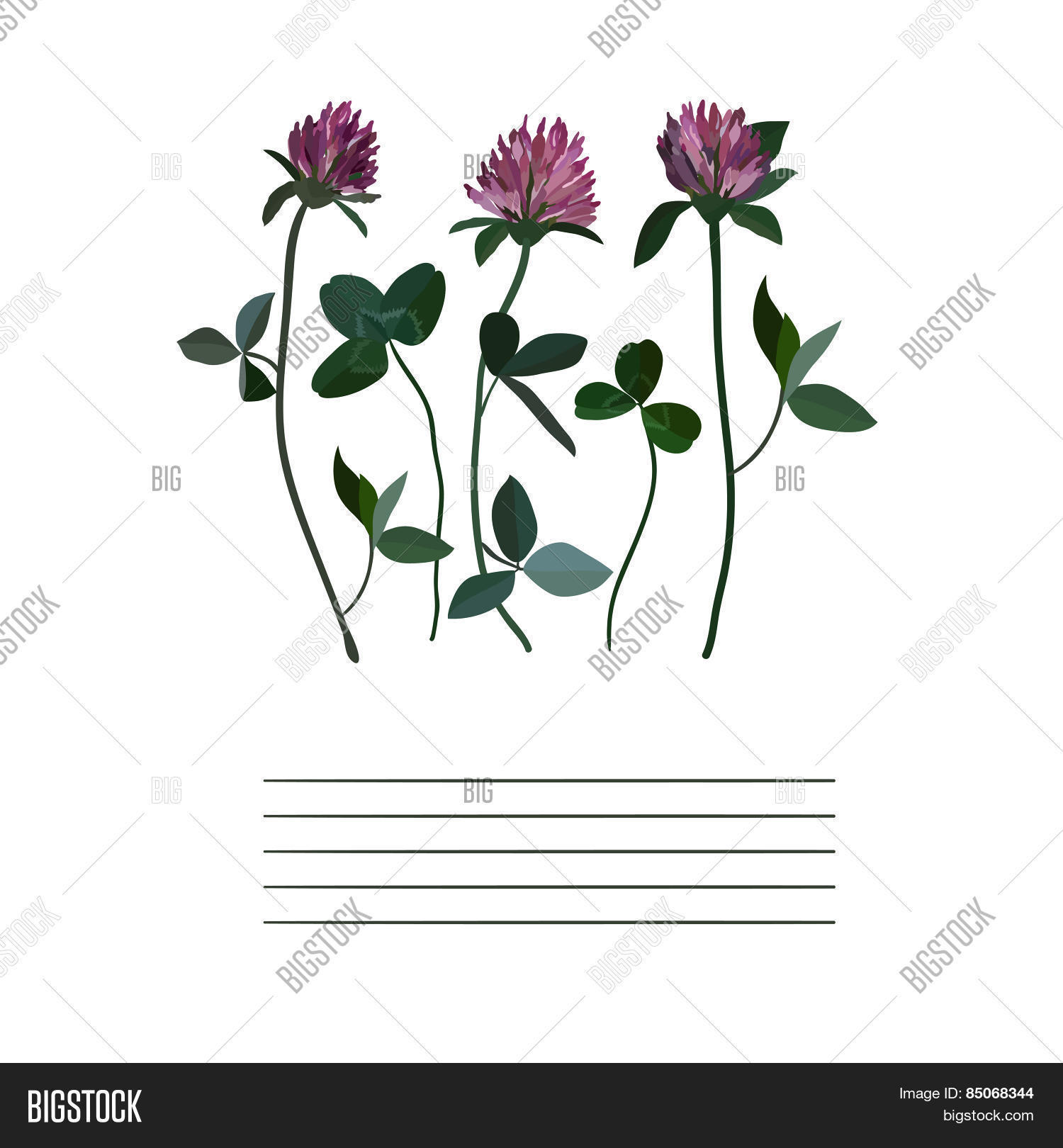 Clover Flowers Vector & Photo (Free Trial) | Bigstock
