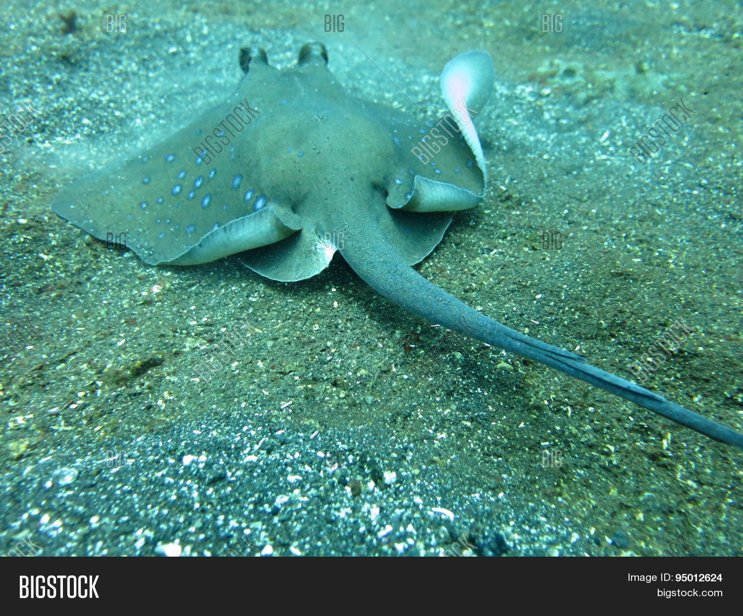 Blue Spotted Ray Image & Photo (Free Trial) | Bigstock