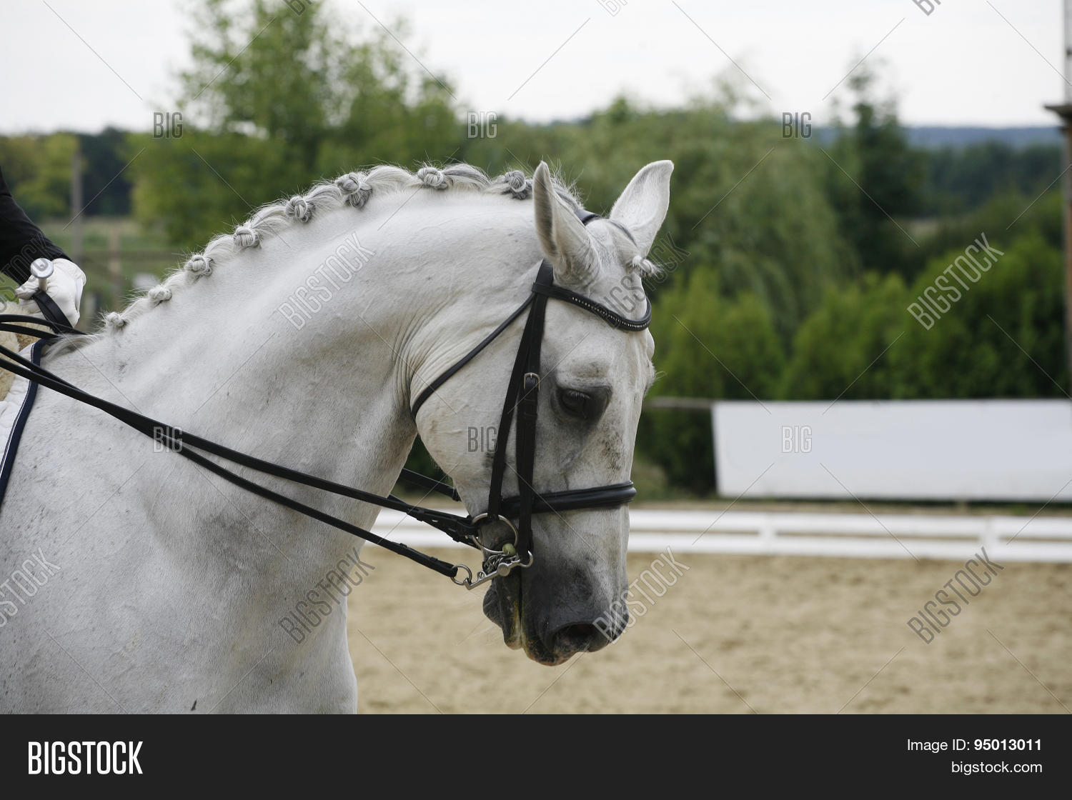 Side View Portrait Image & Photo (Free Trial) | Bigstock
