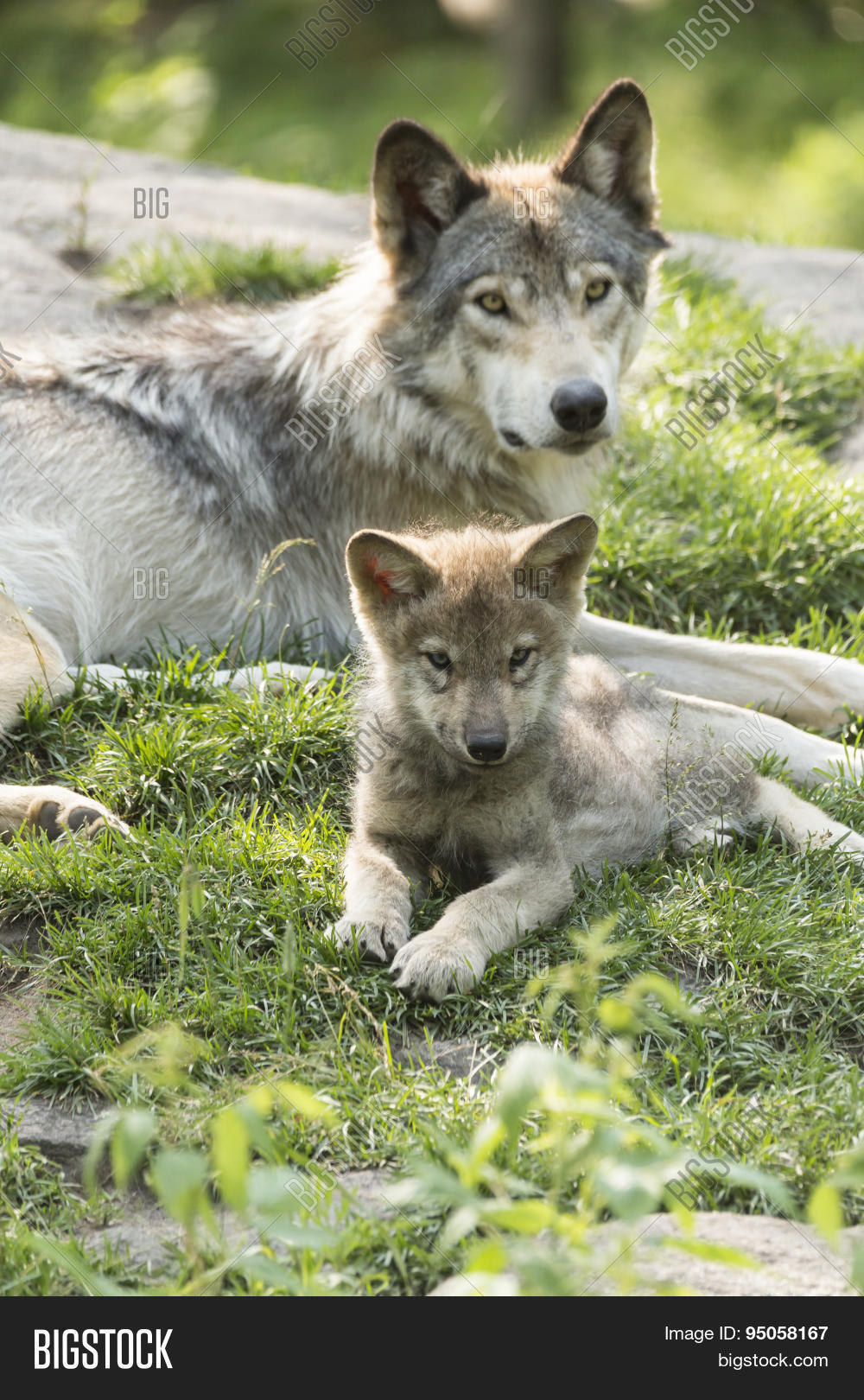 Timber Wolf Pup Mother Image & Photo (Free Trial) | Bigstock