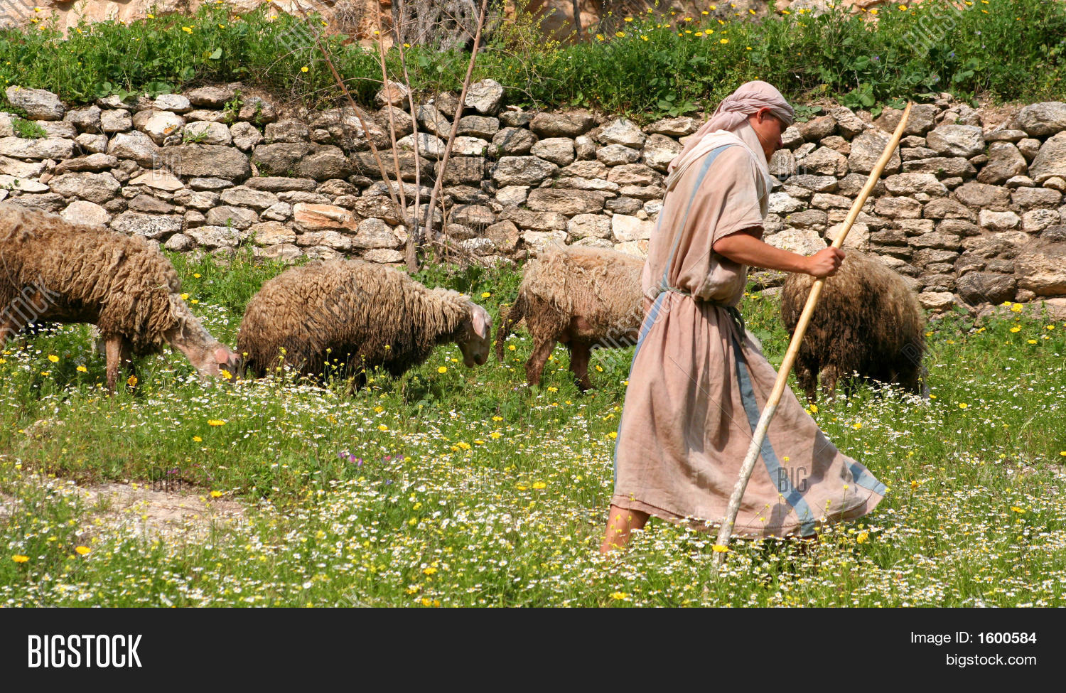 Shepherd Flock Image & Photo (Free Trial) | Bigstock