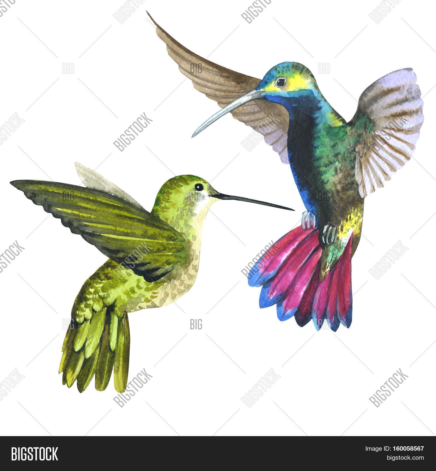Sky Bird Colibri Image & Photo (Free Trial) | Bigstock