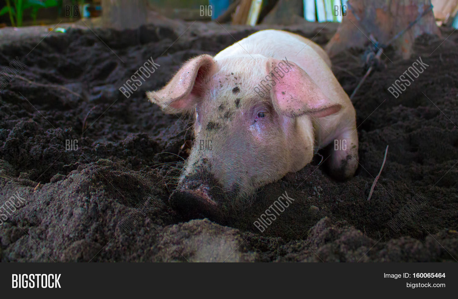 Pink Pig Dirty Snout Image & Photo (Free Trial) | Bigstock