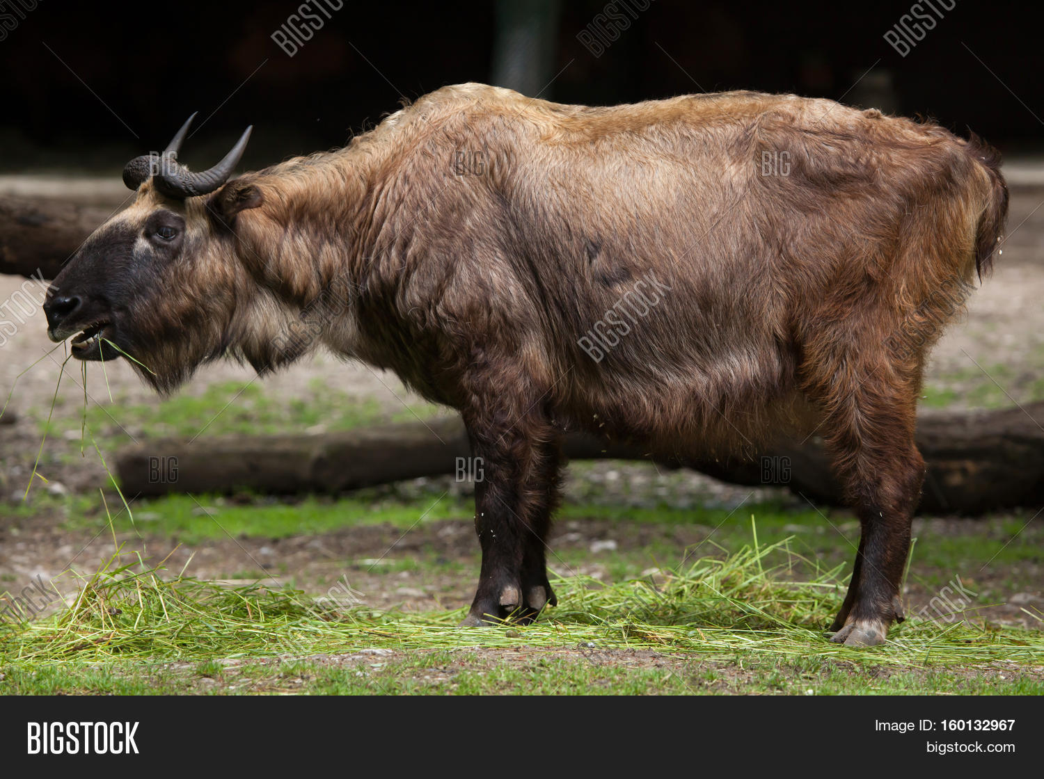 Mishmi Takin (Budorcas Image & Photo (Free Trial) | Bigstock