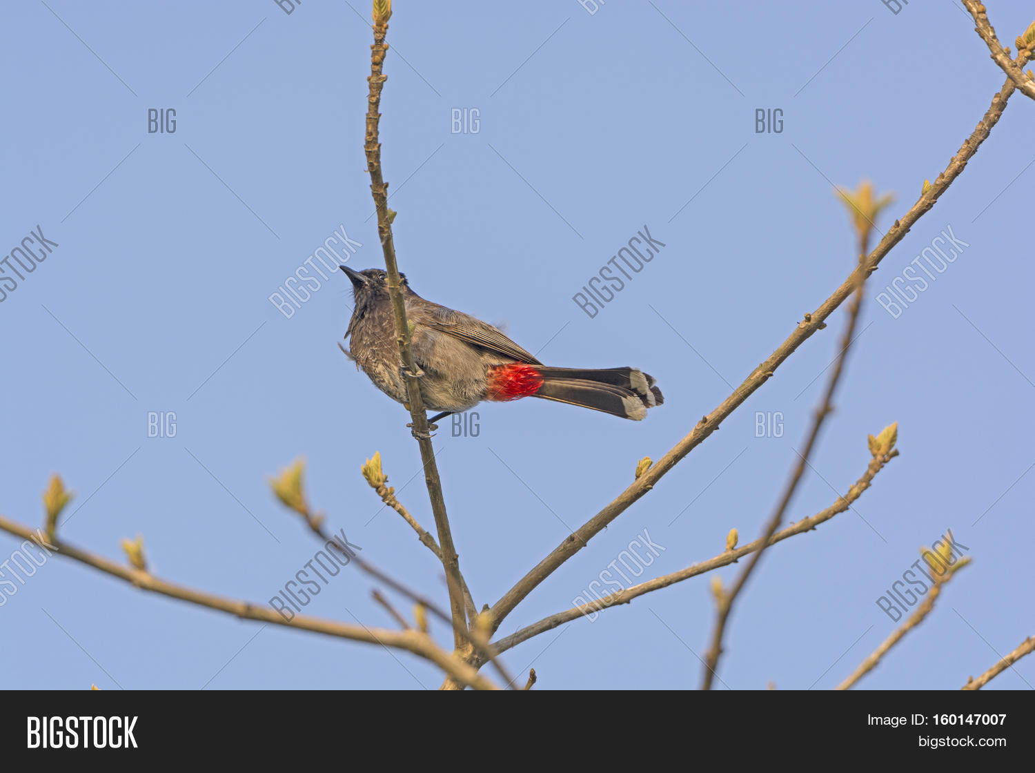 Red Vented Bulbul Tree Image & Photo (Free Trial) | Bigstock