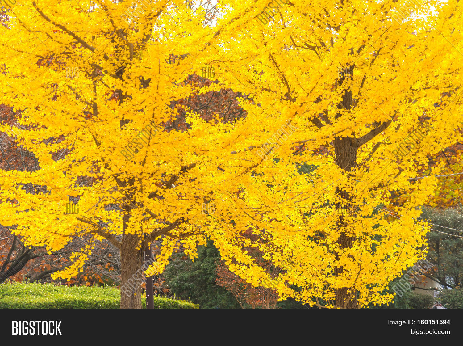 Colorful Yellow Ginko Image & Photo (Free Trial) | Bigstock