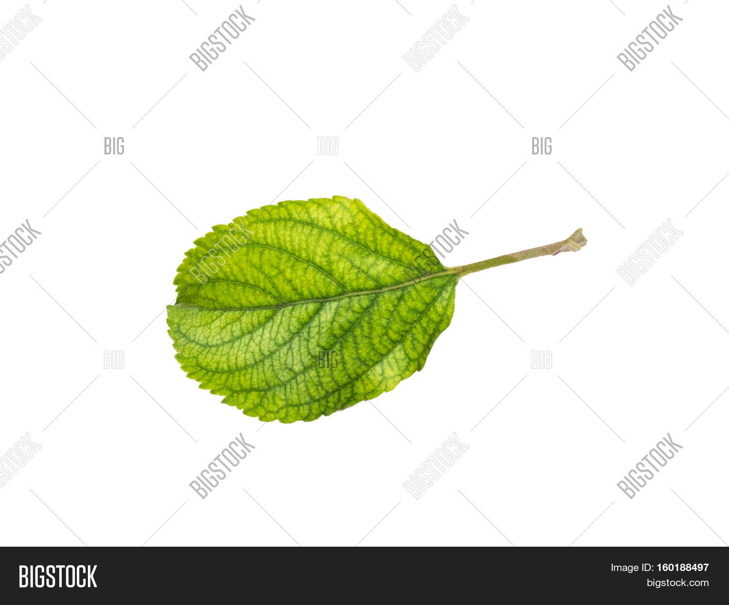 Apple Leaves Isolated Image & Photo (Free Trial) | Bigstock