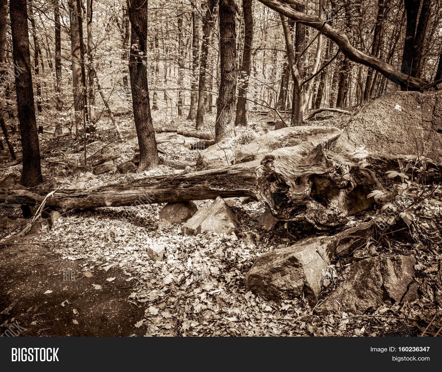 Uprooted Trees. Fallen Image & Photo (Free Trial) | Bigstock