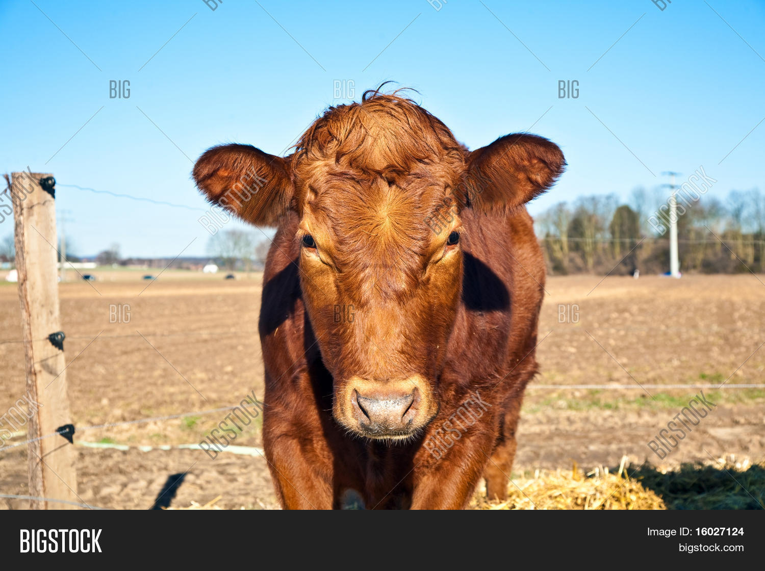Friendly Cattle On Image & Photo (Free Trial) | Bigstock