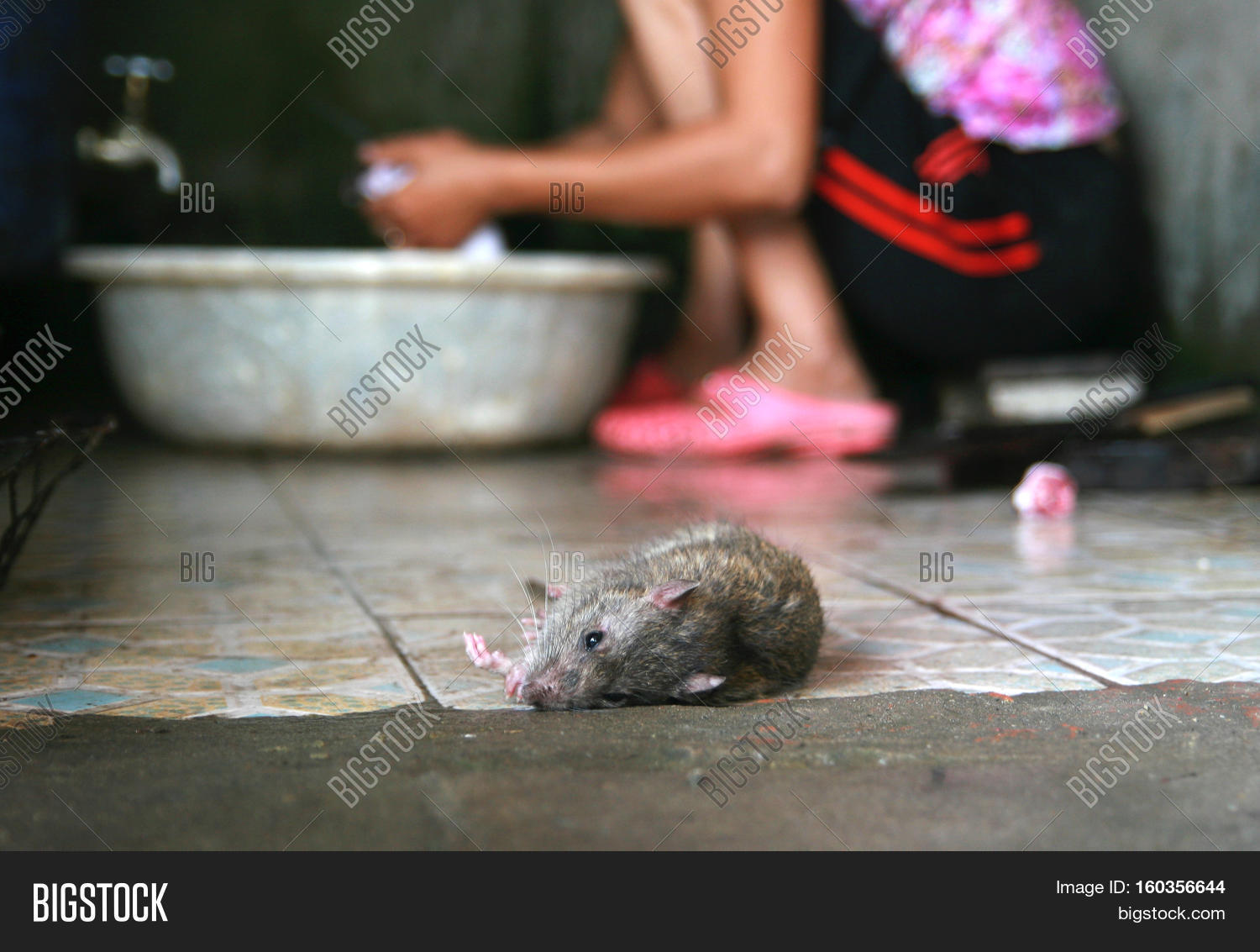 Rat Meat, Traditional Image & Photo (Free Trial) | Bigstock