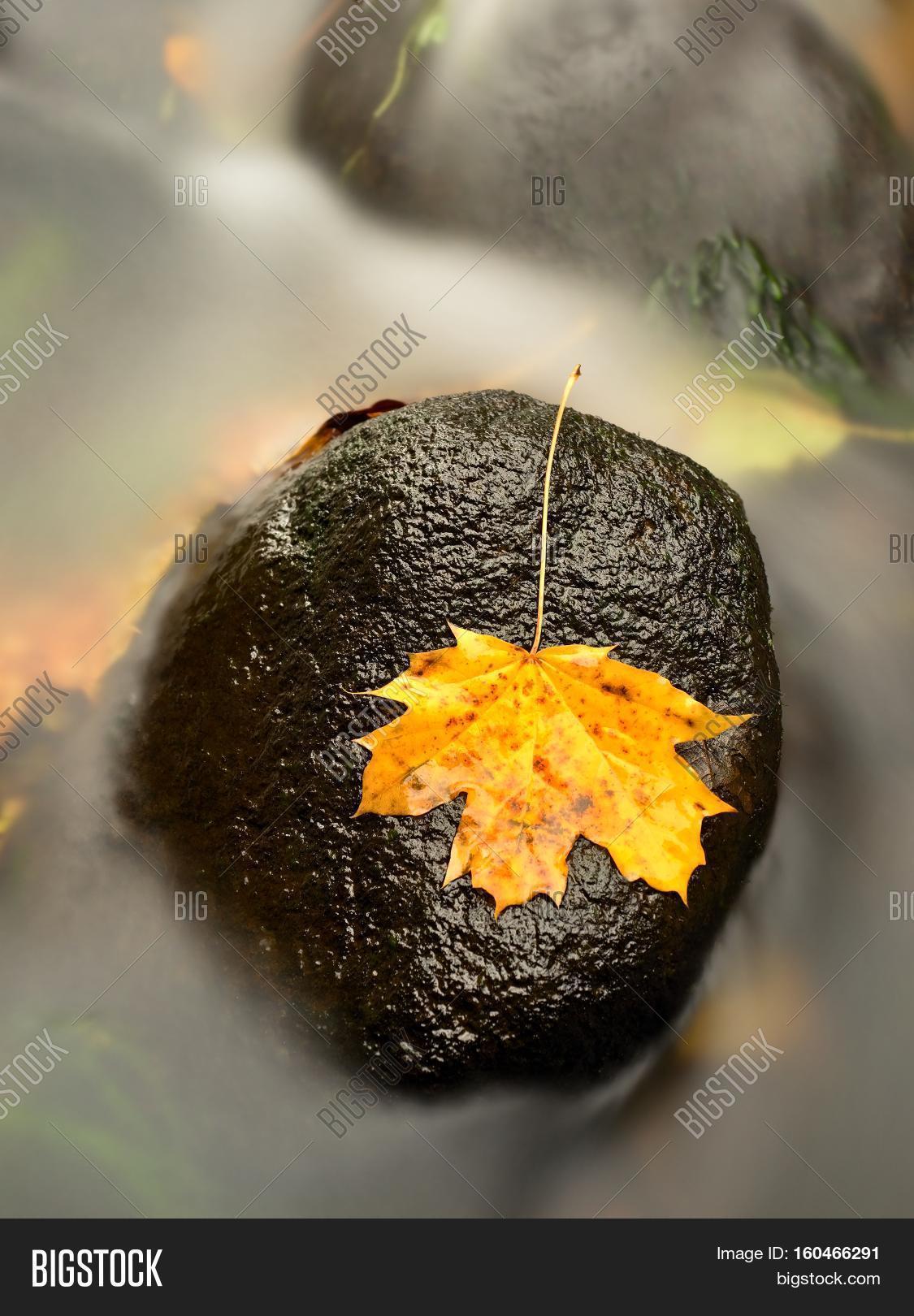 Colorful Broken Leaf Image & Photo (Free Trial) | Bigstock