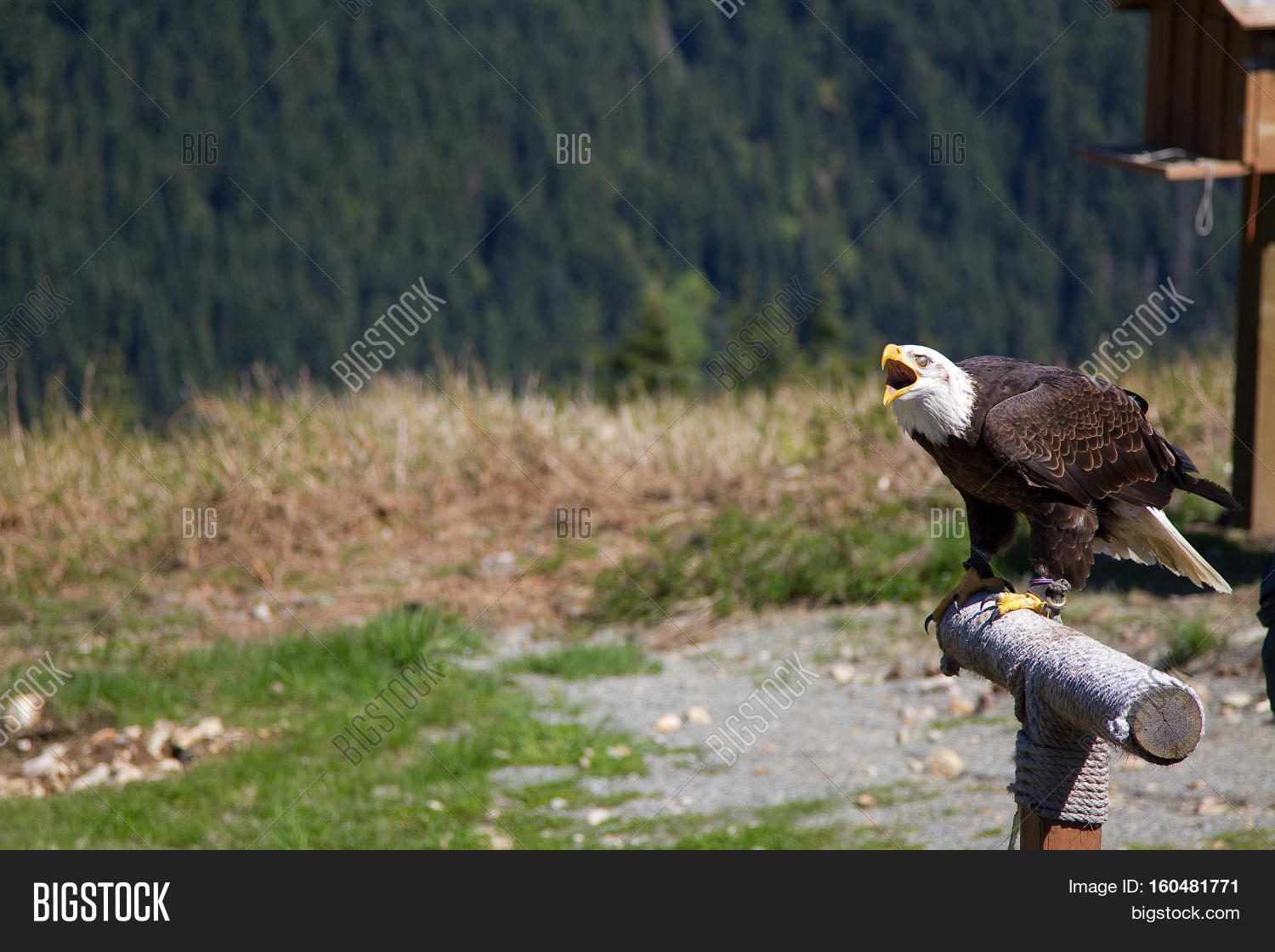 Front View Bald Eagle Image & Photo (Free Trial) | Bigstock