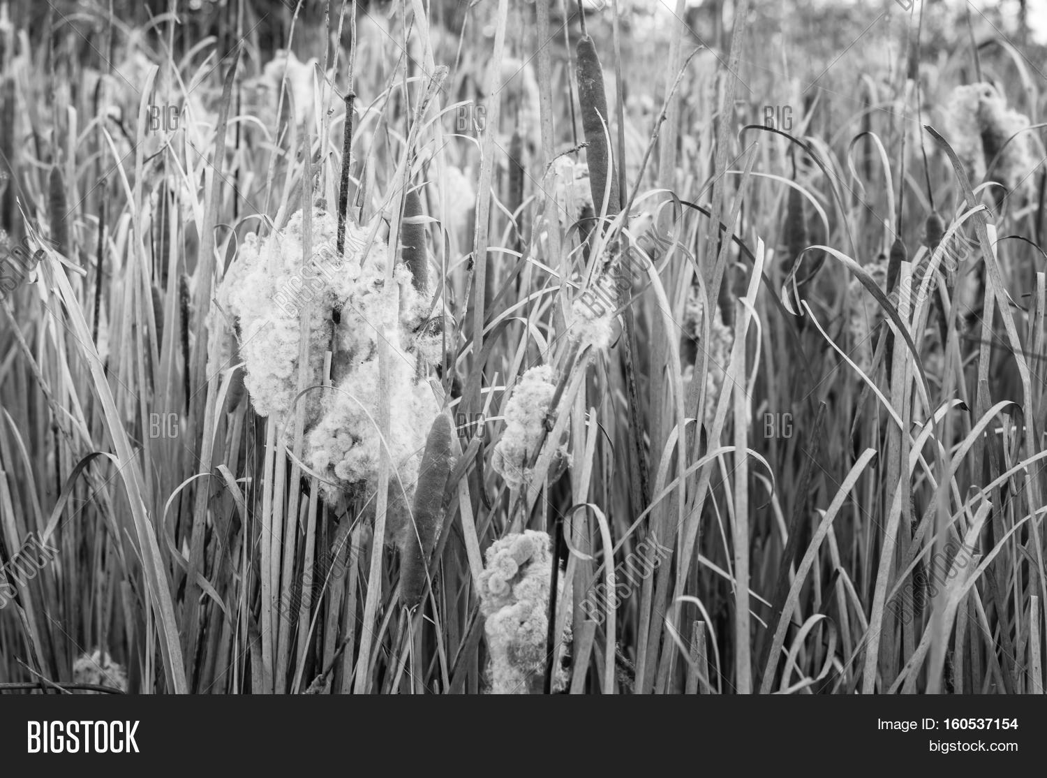 Typha Angustifolia Image & Photo (Free Trial) | Bigstock