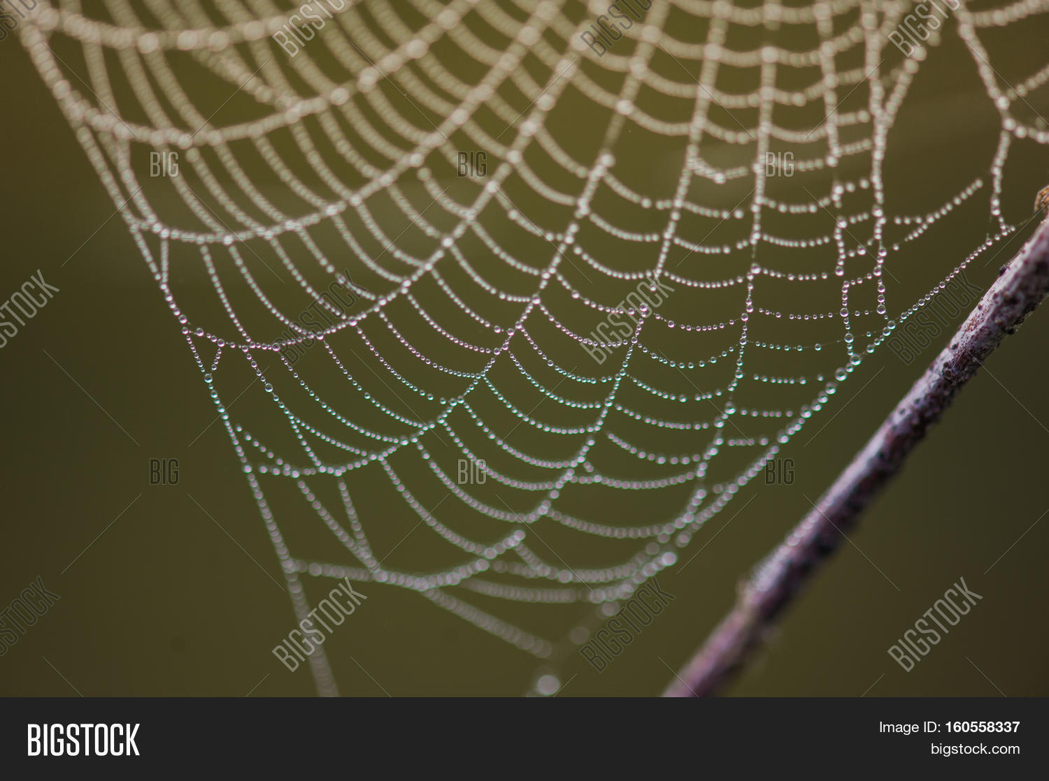 Spider Web.structure Image & Photo (Free Trial) | Bigstock