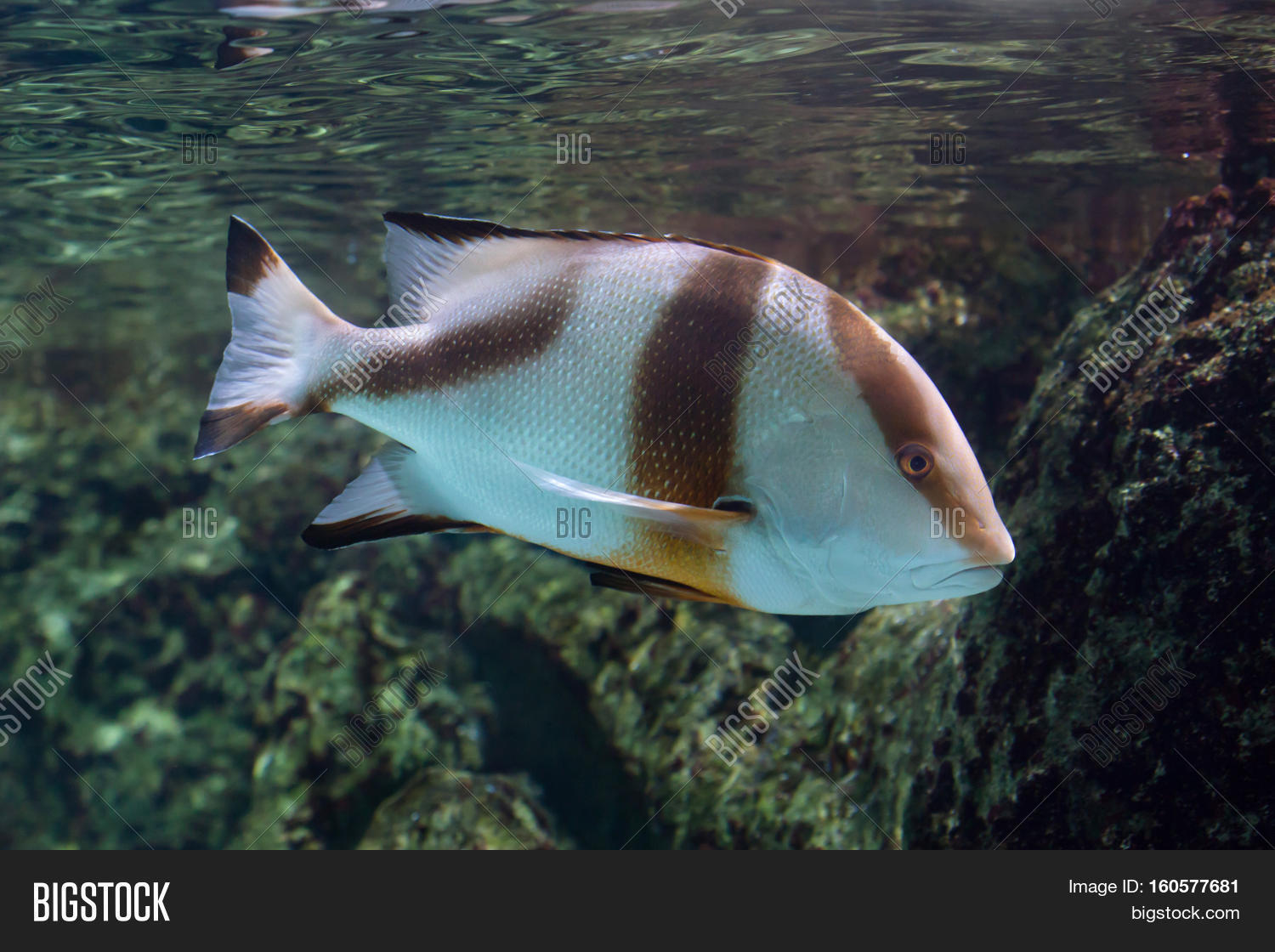 Emperor Red Snapper ( Image & Photo (Free Trial) | Bigstock