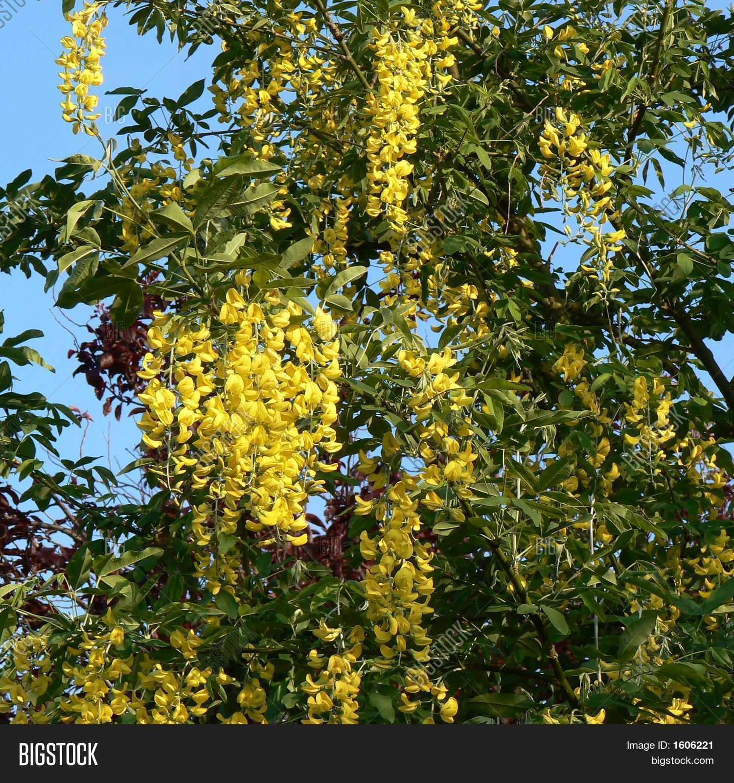Laburnum Tree Image & Photo (Free Trial) | Bigstock