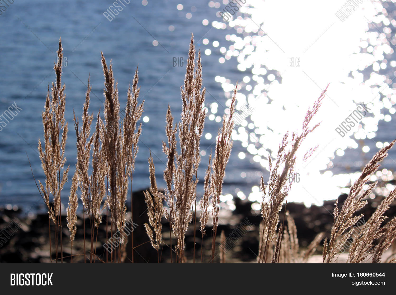 Tuft Grass Image And Photo Free Trial Bigstock