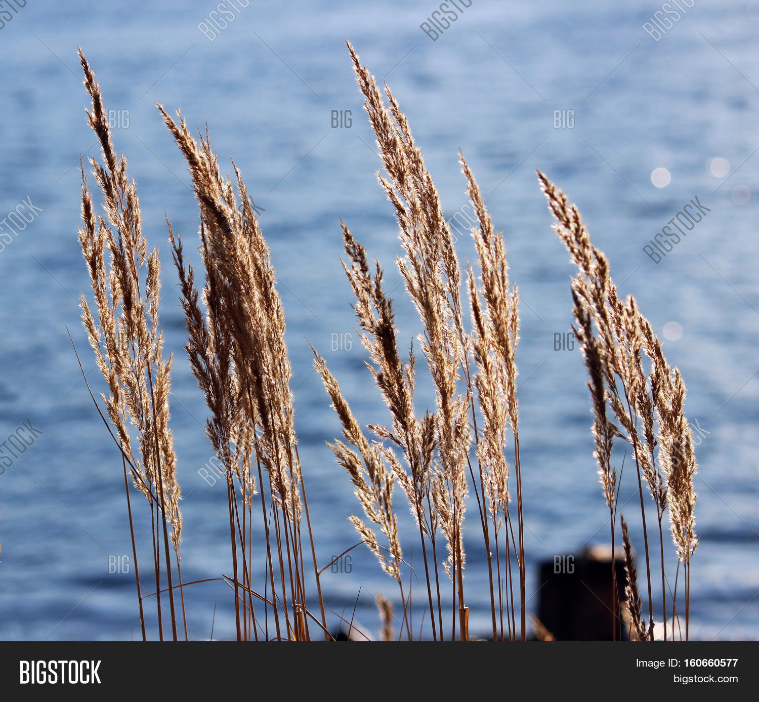 Tuft Grass Image & Photo (Free Trial) | Bigstock