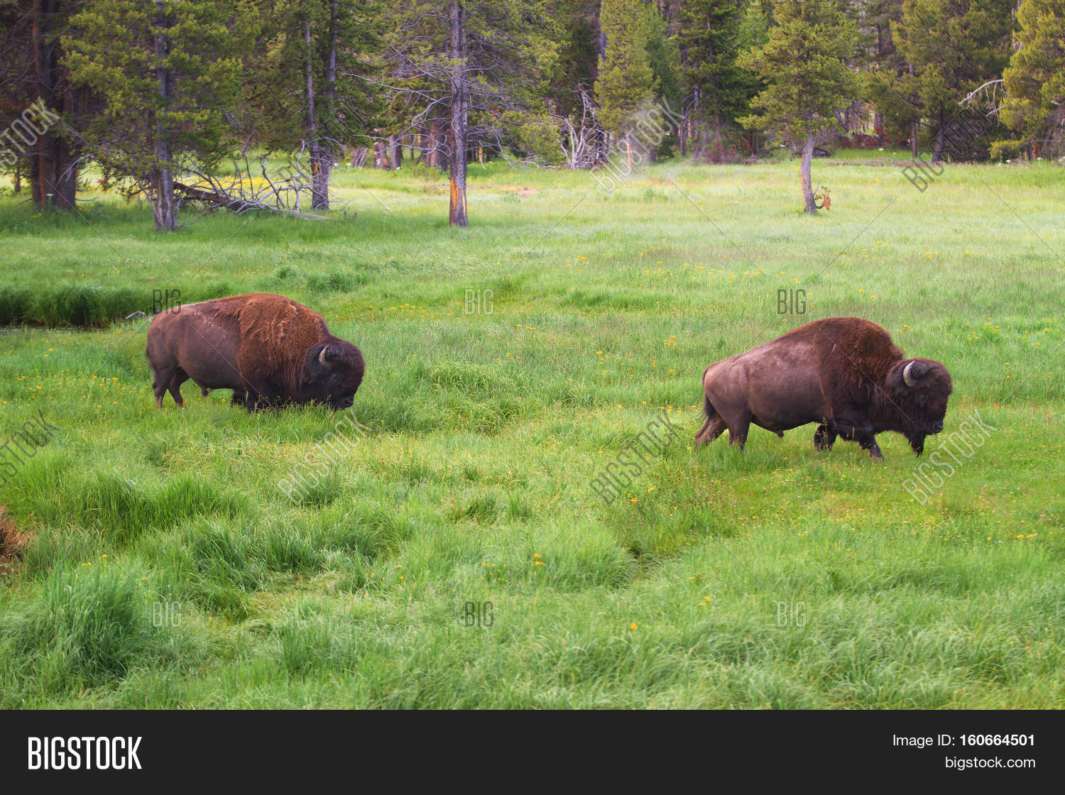 Two Bison Walking Image & Photo (Free Trial) | Bigstock