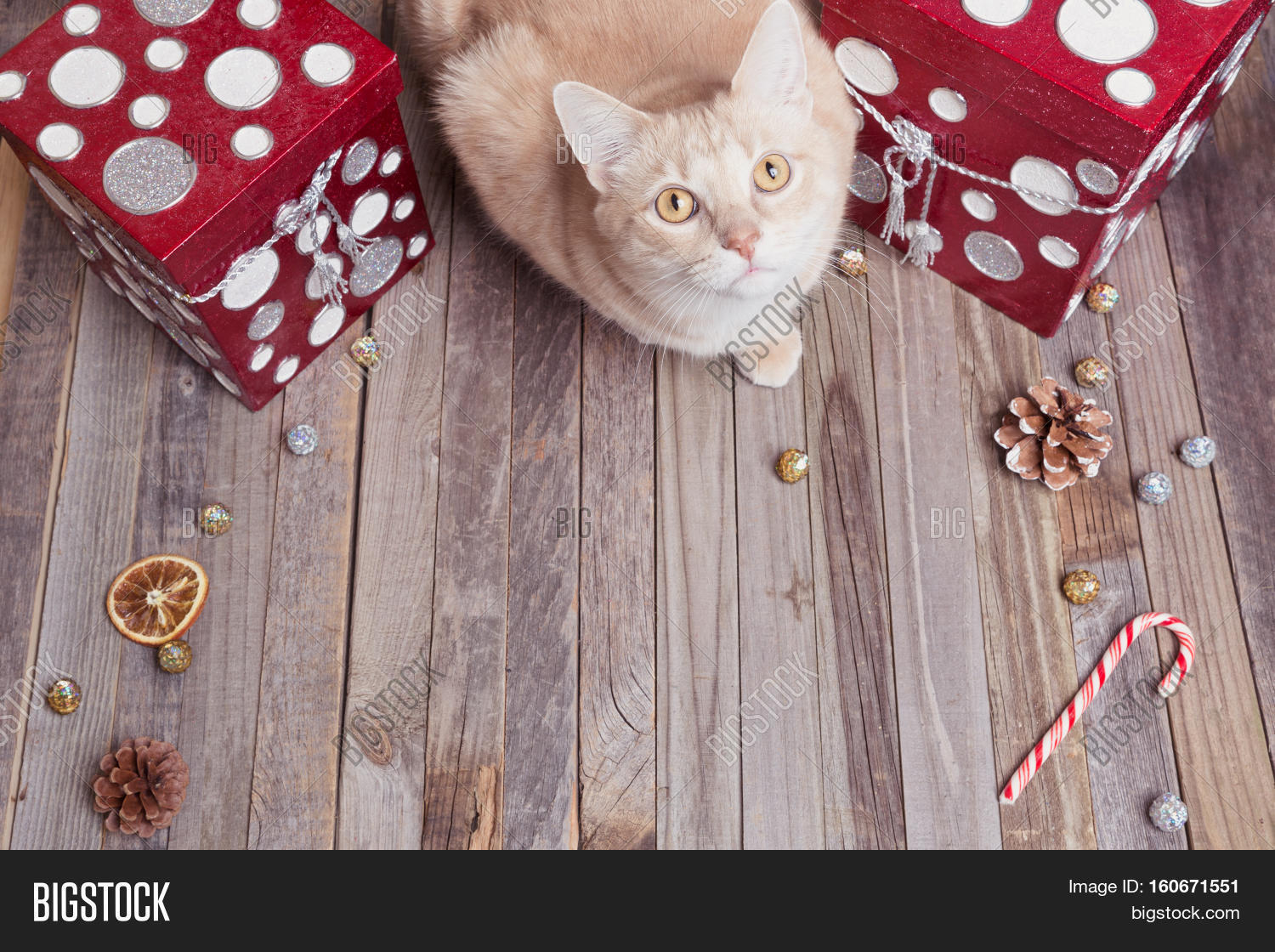 Holiday Orange Cat Image & Photo (Free Trial) | Bigstock